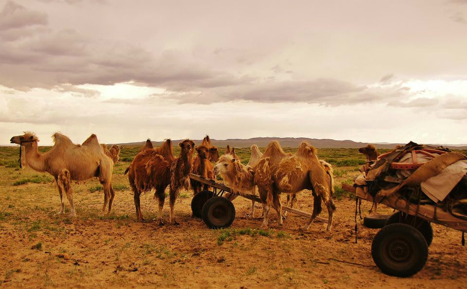 The Gobi Explorer - Koryo Tours